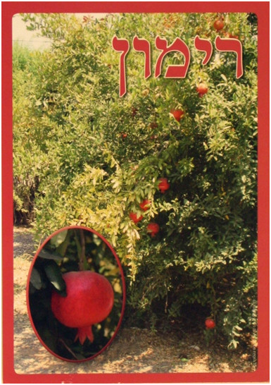 Shivat HaMinim שבעת המינים Seven Species Mini Poster Set by Miriam ...