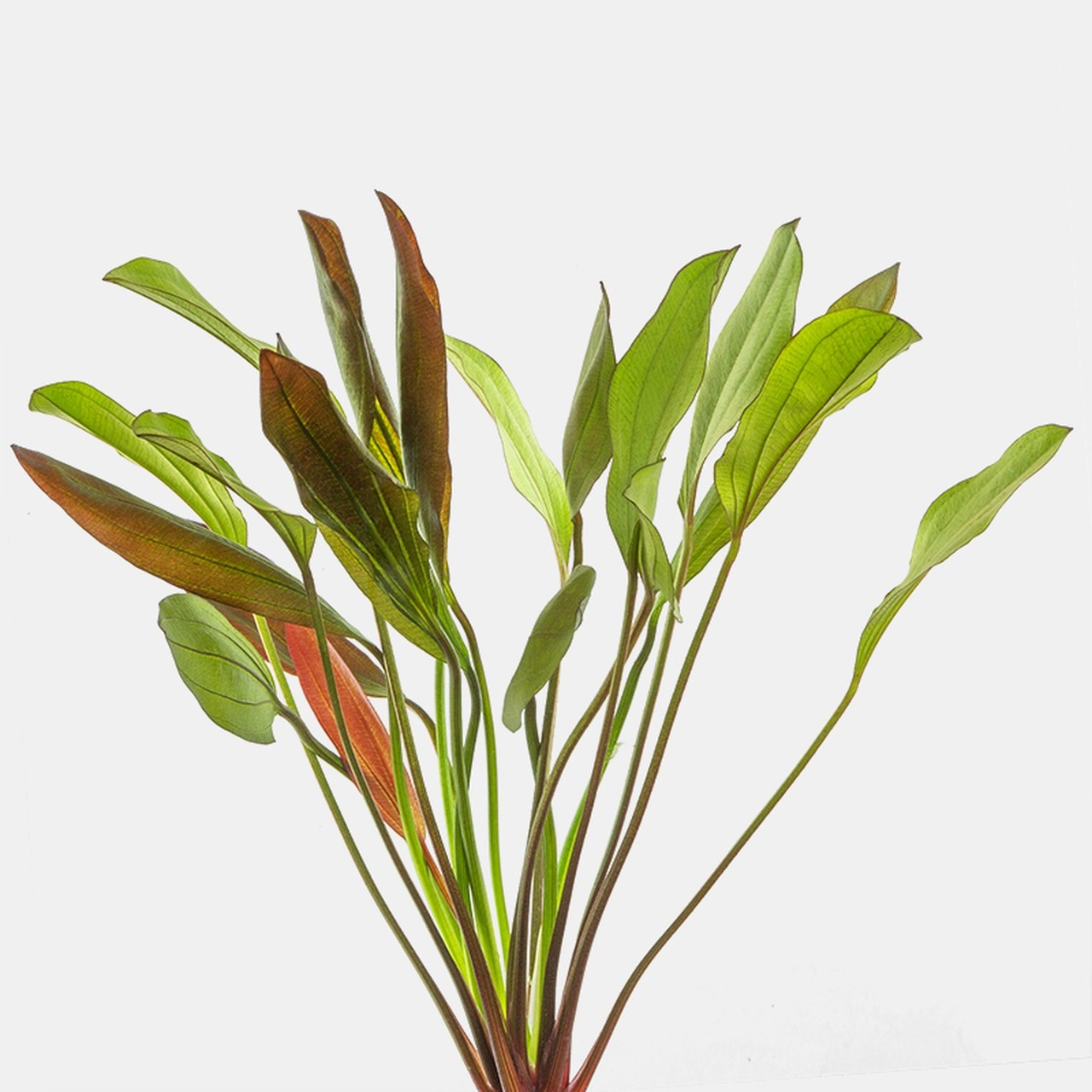 Red Melon Sword (Echinodorus ‘Barthii’) | Live Aquarium Plant | Modern ...