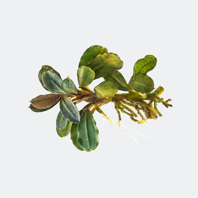 Bucephalandra Artemis