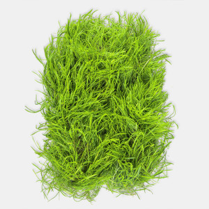 Live Freshwater Aquarium Plants | Explore Modern Aquarium Now