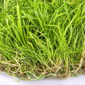 Aquarium Sword Plants | Shop the Collection at Modern Aquarium Today