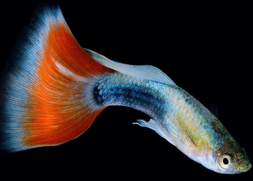 Modern Aquarium’s Guide to the Best Freshwater Fish for Beginners ...