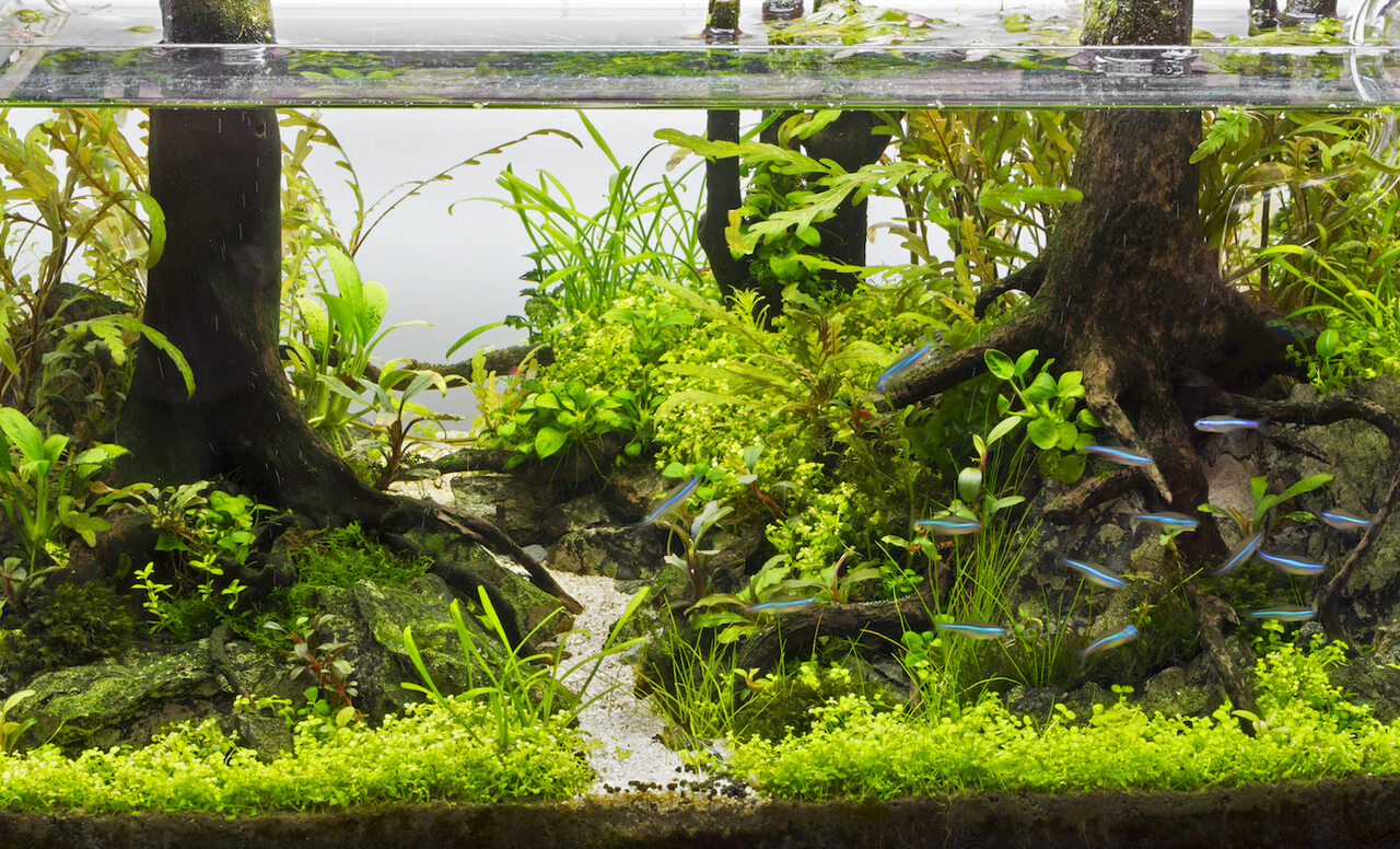 Common Fish Diseases & How to Treat Them - Modern Aquarium