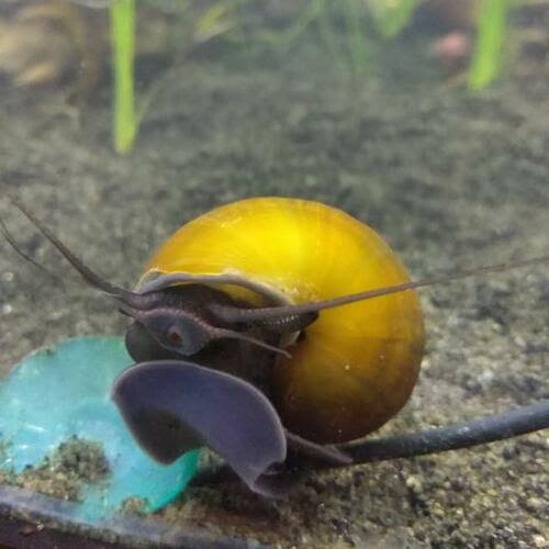 How Do Snails Fit into My Aquarium Environment? - Modern Aquarium