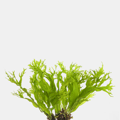 Java Fern Windelov/Lace (Microsorium Pteropus v. Windelov)