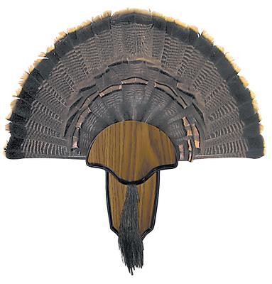 Turkey Tail/Beard Mount Kit - Springhill Outfitters