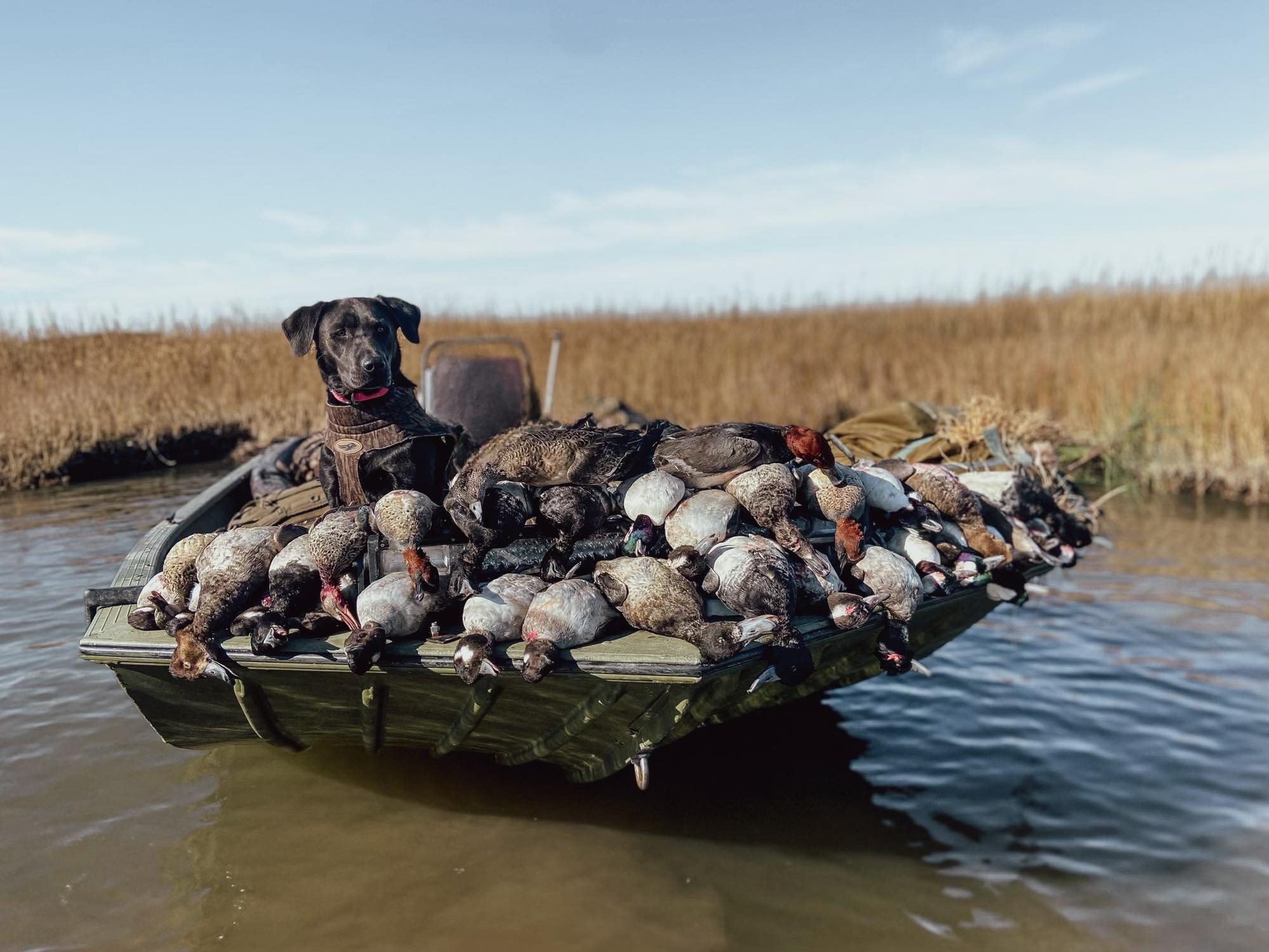 Hunting with Dogs: Gear & Training Tips for Retrievers - Springhill ...