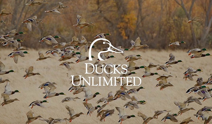 2023 DUCK NUMBERS - Springhill Outfitters