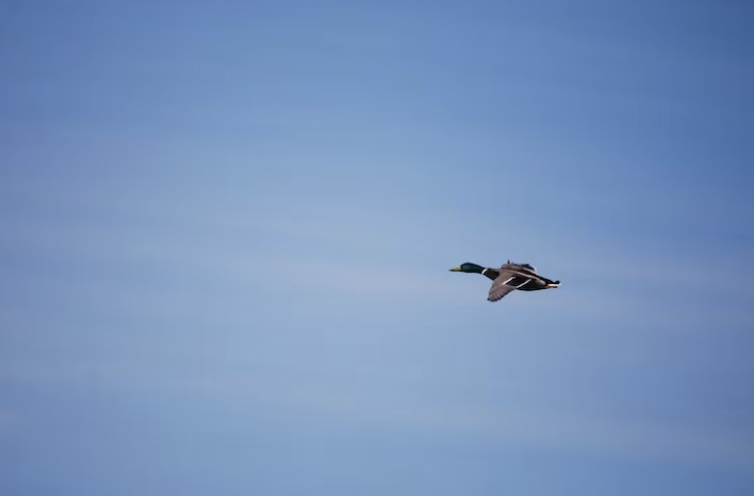 What Is The Best Choke For Duck Hunting? - Springhill Outfitters