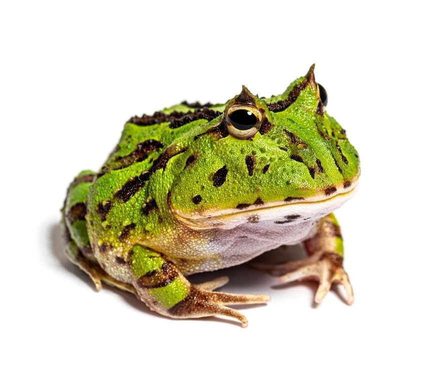 Green Pac Man Frog (Ceratophrys ornata)