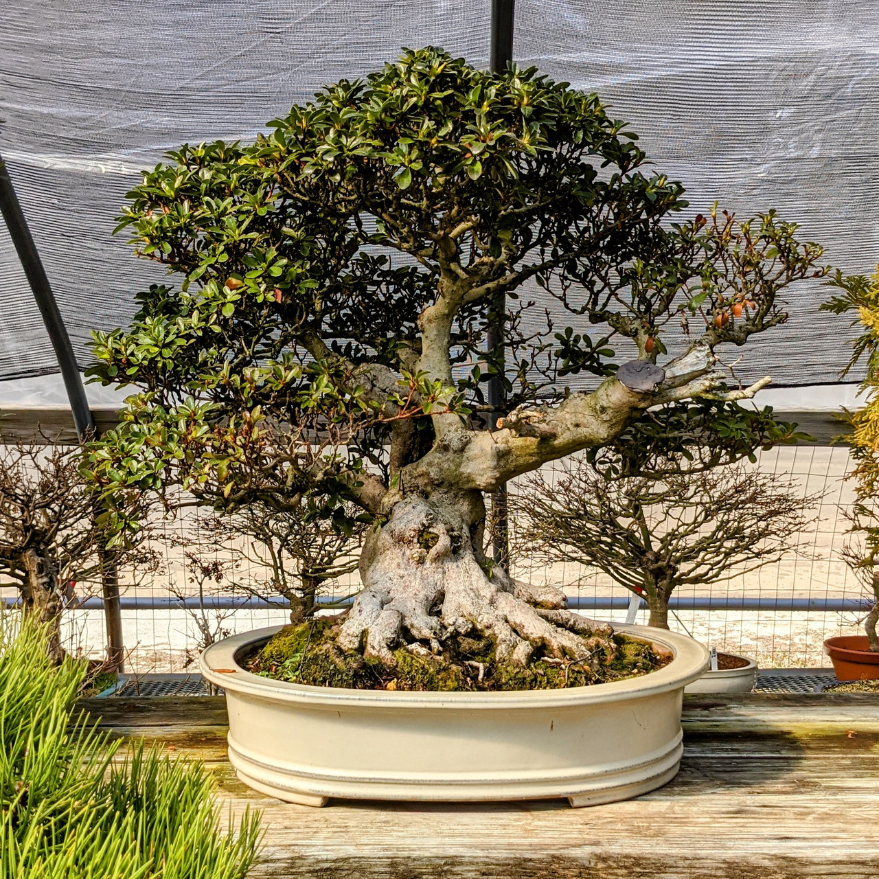 New England Bonsai Gardens - Excellence in Bonsai Since 1987