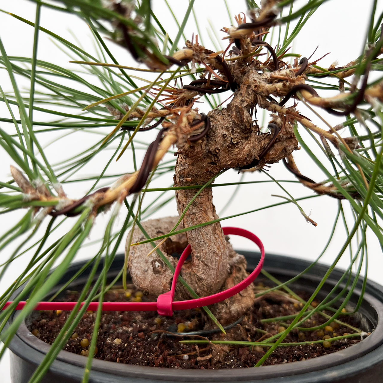 Japanese Black Pine Bonsai No 10848 New England Bonsai