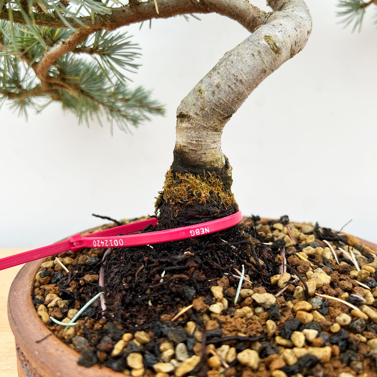 Blue Atlas Cedar Bonsai Tree (No. 12420) at New England Bonsai Gardens