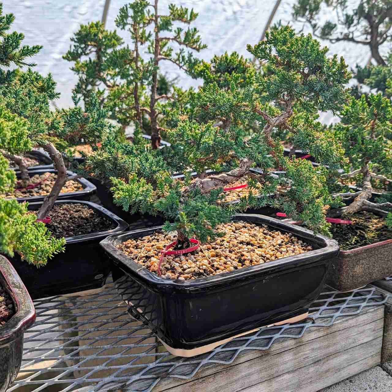 Juniper Landscape Workshop at New England Bonsai Gardens (March 16, 2024)