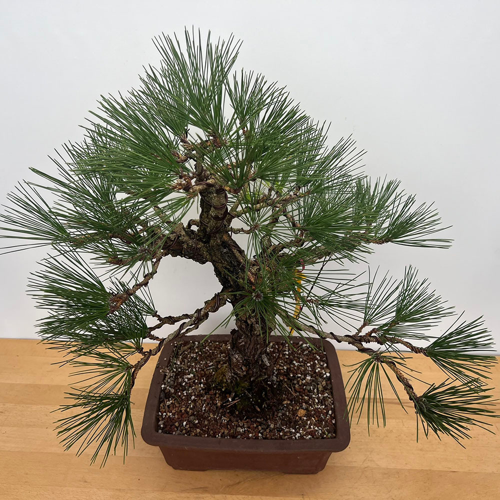 Mature Japanese Black Pine 'Nishiki' in Unglazed Ceramic Pot (No. 17228)