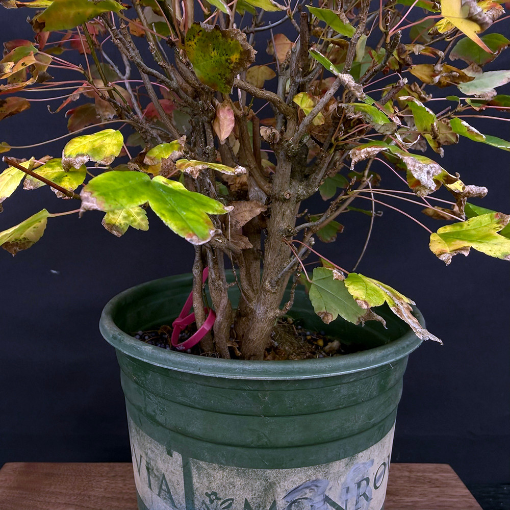 Clump-Style Trident Maple Pre-Bonsai – Multi-Trunk Deciduous Tree