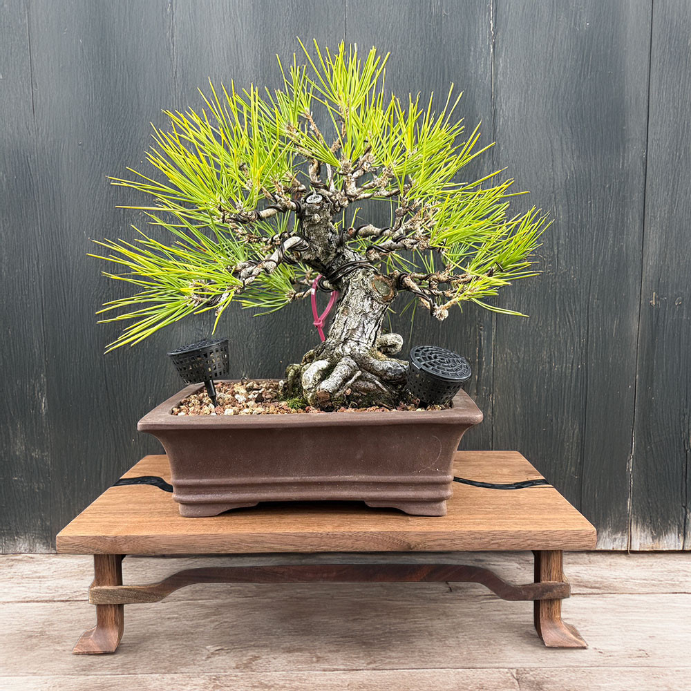 Compact Japanese Black Pine Bonsai with Strong Nebari | 35+ Years Old ...