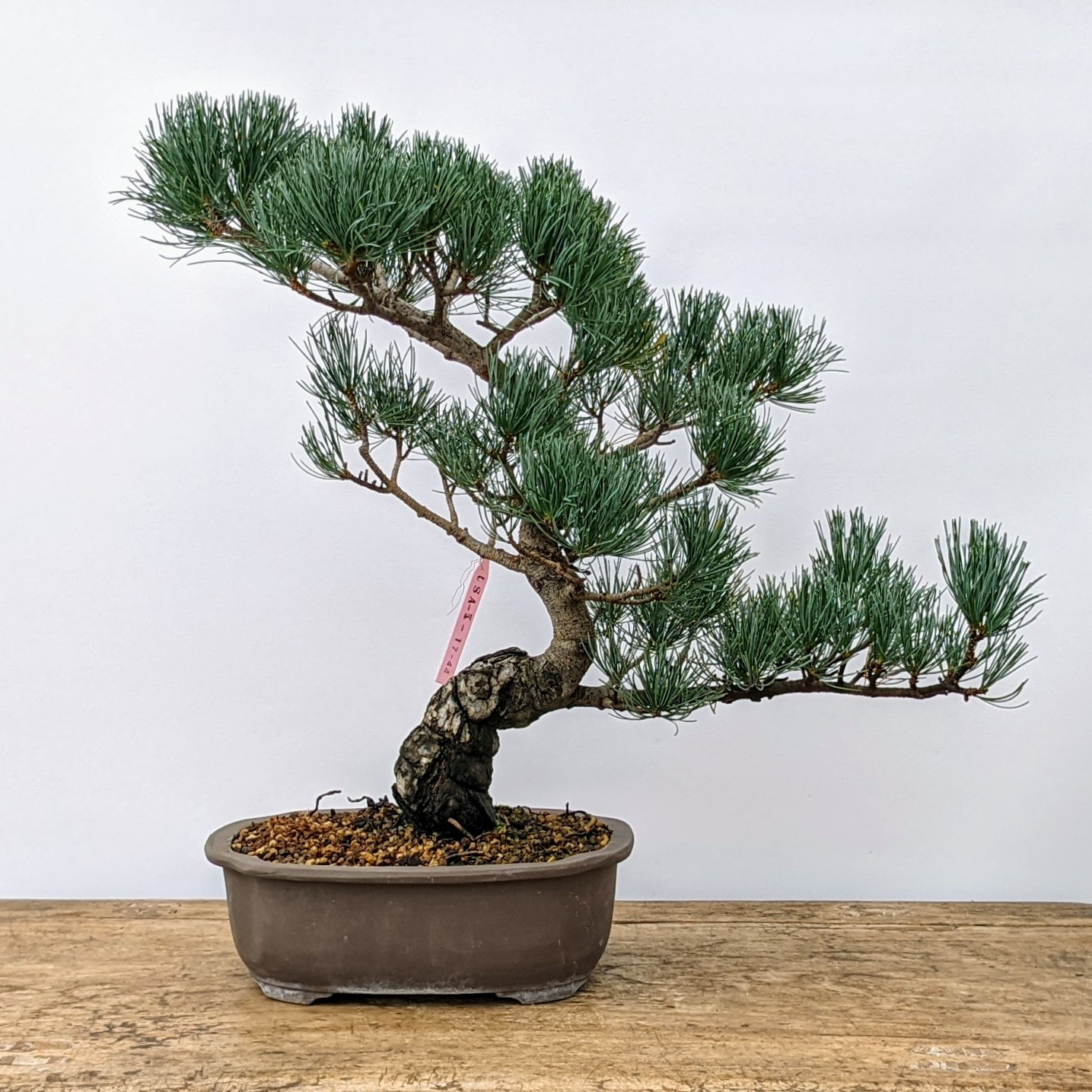 Japanese White Pine (No. 6850) Five Needle Pine at New England Bonsai ...
