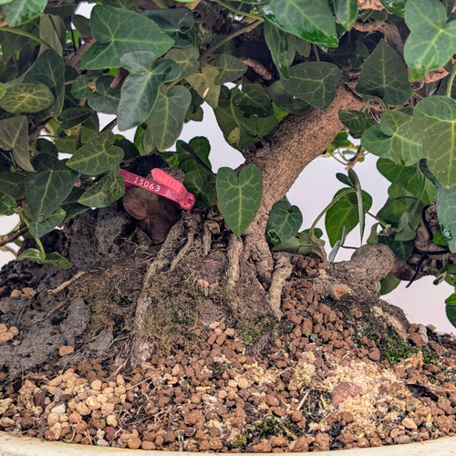 Root Over Rock English Ivy in a 14" Tokoname Pot