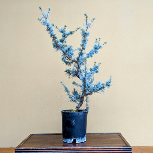Blue Atlas Cedar Bonsai (No. 7526) at New England Bonsai Gardens