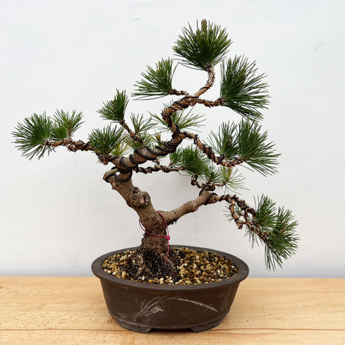 Japanese Red Pine Bonsai | No. 10494 | New England Bonsai