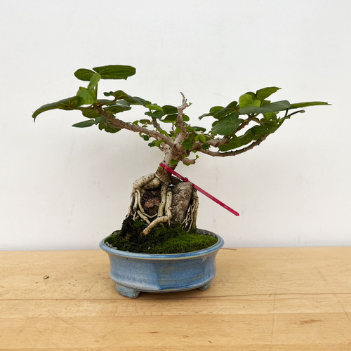 Sea Hibiscus Bonsai Tree | No. 13272 | New England Bonsai