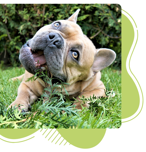 OrganiShield Organic Insecticide and Miticide