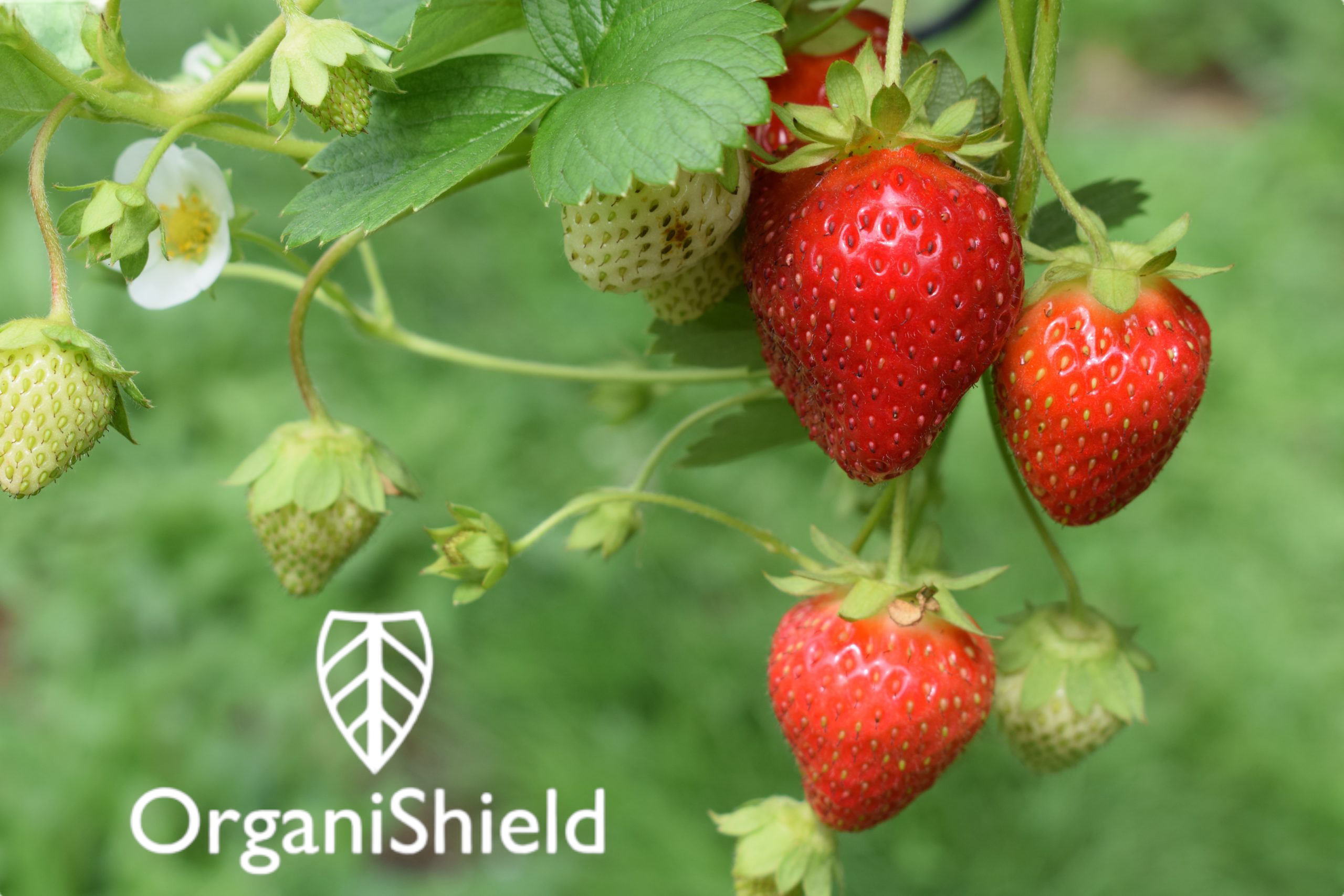 Organic and Natural Pest Control Solutions: Why OrganiShield™ is the ...