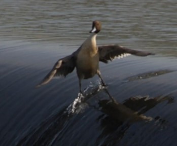 Balance Like A Duck - SuperSteer