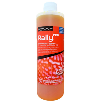 Ruby Reef Rally Pro 16 oz. - AquaCave.com | AquaCave
