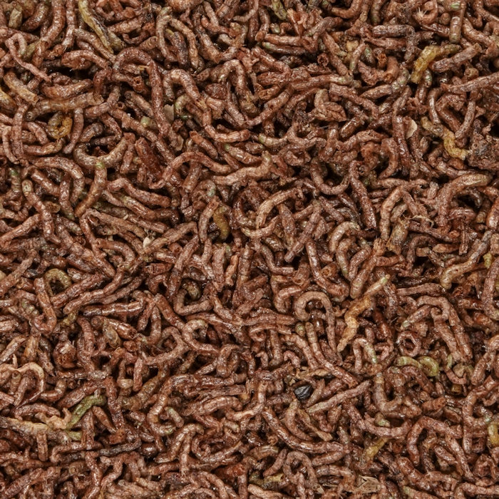 Bay Brand Bloodworms Freeze Dried 1 Oz. - AquaCave.com | AquaCave
