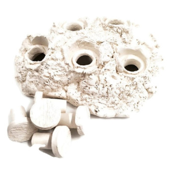 Ocean Wonders Frag Hub 5.0 - White - AquaCave.com | AquaCave