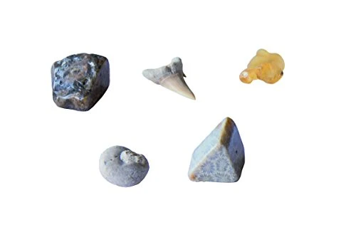 Thames & Kosmos I Dig It Fossils - Real Fossils Excavation Kit Science ...