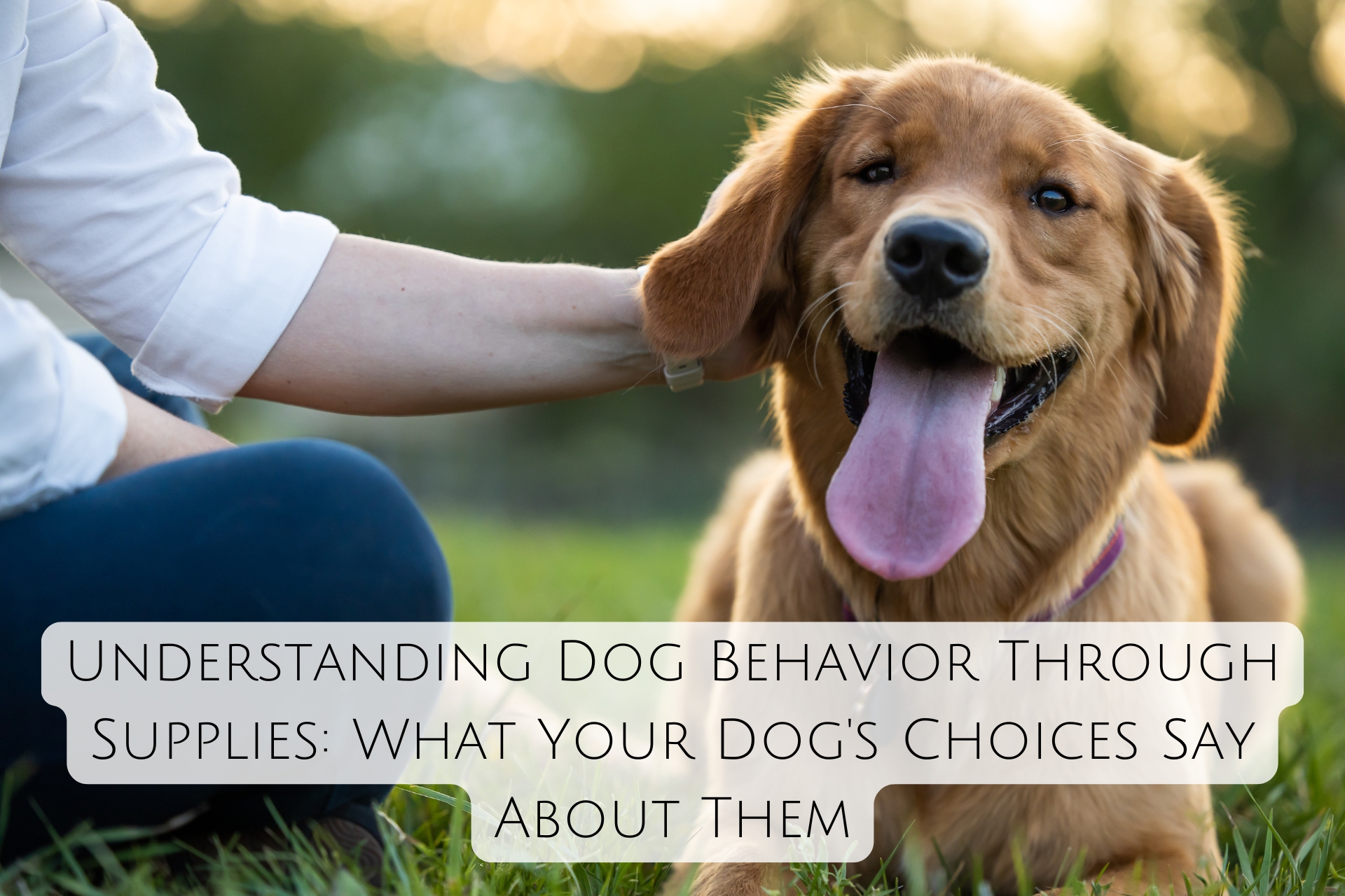 Understanding Dog Behavior Through Supplies: What Your Dog's Choices ...