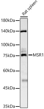 Anti-MSR1 rabbit polyclonal antibody - WB, IF, ICC & ELISA
