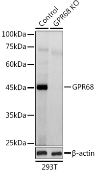 GPR68 antibody | Anti-GPR68 | stjohnslabs