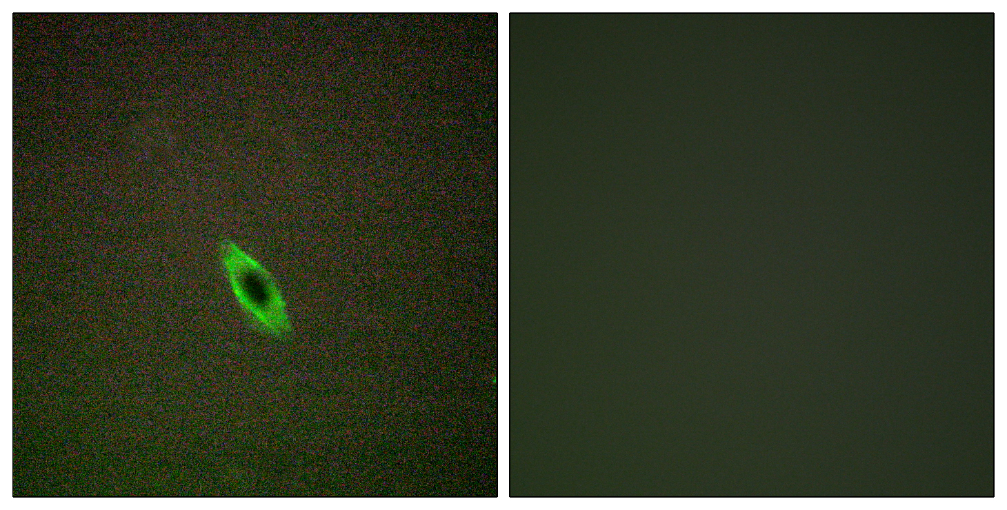 Anti-GZMA (Rabbit Polyclonal) for IHC, IF & ELISA | Human, Rat & Mouse