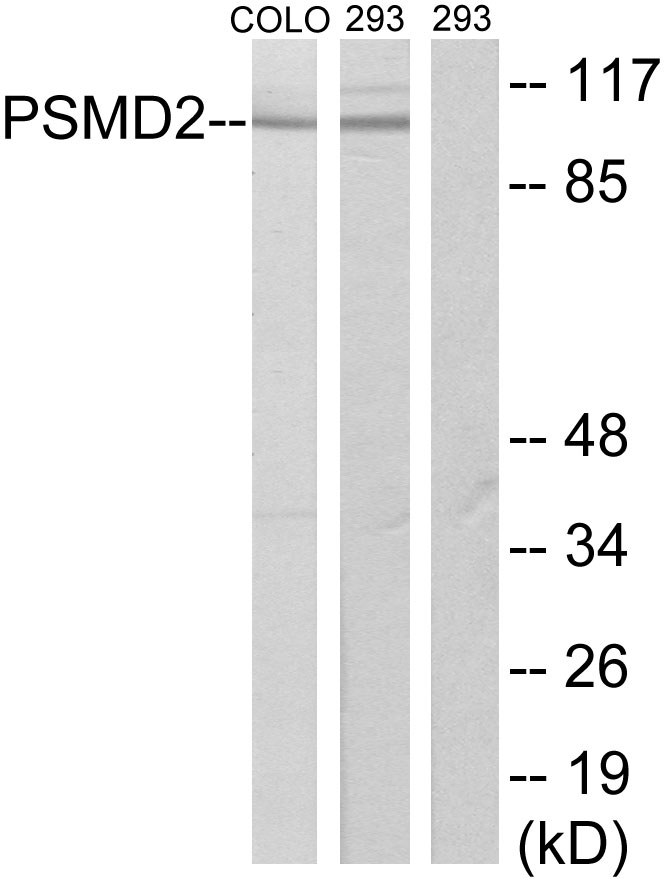 PSMD2 antibody | Anti-PSMD2 | stjohnslabs