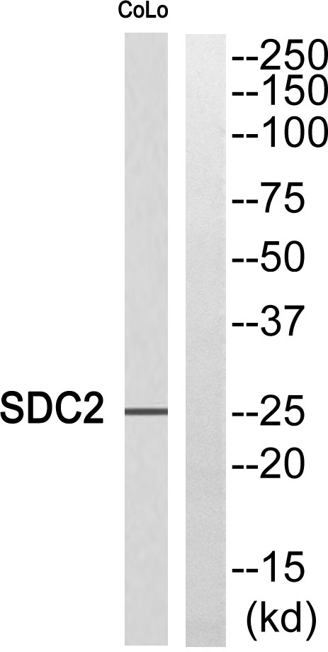 SDC2 antibody | Anti-SDC2 | stjohnslabs