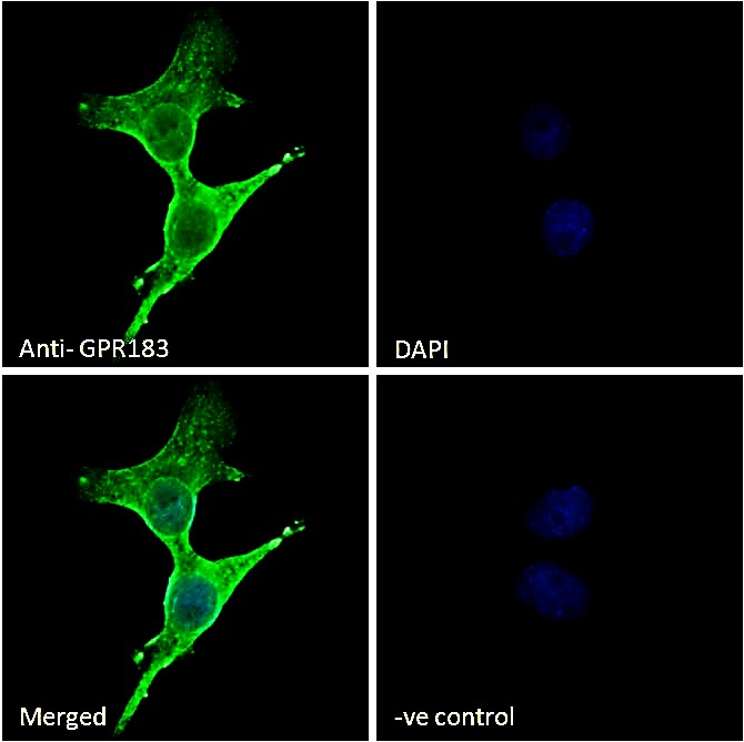 GPR183 antibody | Anti-GPR183 | stjohnslabs