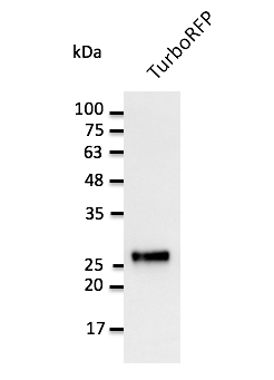 TurboRFP antibody | Anti-TurboRFP | stjohnslabs