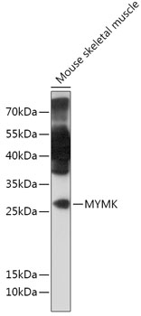 Anti-MYMK rabbit polyclonal antibody - WB & ELISA