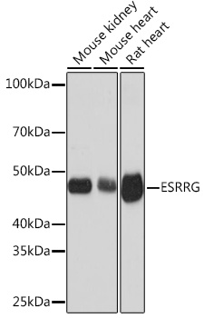 Anti-ESRRG (Rabbit Monoclonal) for WB & ELISA | Mouse & Rat