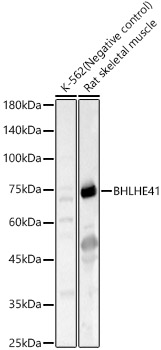 BHLHE41 antibody | Anti-BHLHE41 | stjohnslabs