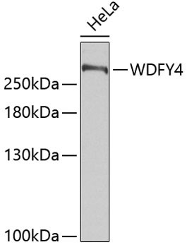 Anti-WDFY4 rabbit polyclonal antibody - WB & ELISA