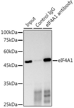 Anti-EIF4A1 rabbit polyclonal antibody - WB, IF, ICC, IP & ELISA