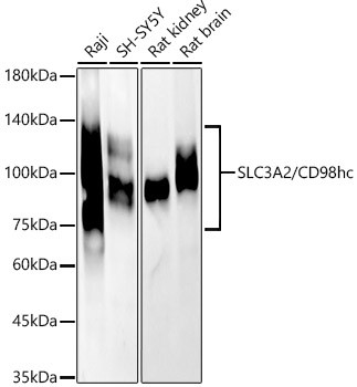 SLC3A2 antibody | Anti-SLC3A2 | stjohnslabs