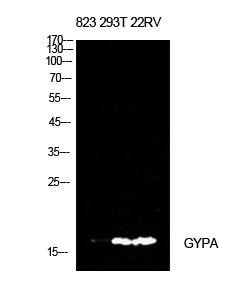 GYPA antibody | Anti-GYPA | stjohnslabs