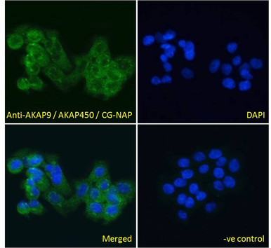 AKAP9/AKAP450/CG-NAP antibody | Anti-AKAP9/AKAP450/CG-NAP | stjohnslabs