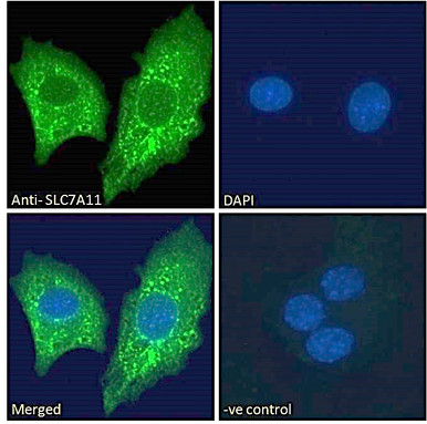 SLC7A11 antibody | Anti-SLC7A11 | stjohnslabs